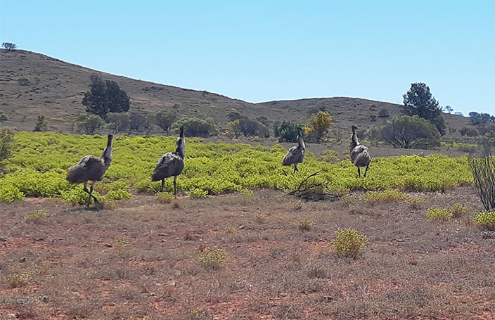 ONYA Eco-Camping Park - onyaecocampingpark.com.au